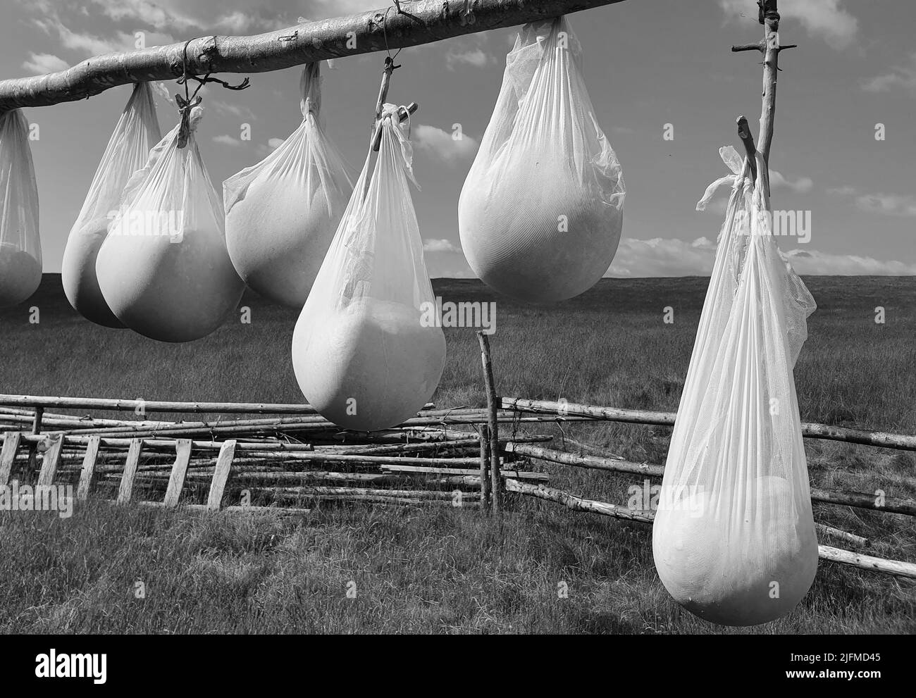 Hanging cheese for drying in the sheepfold, old, traditional Stock ...