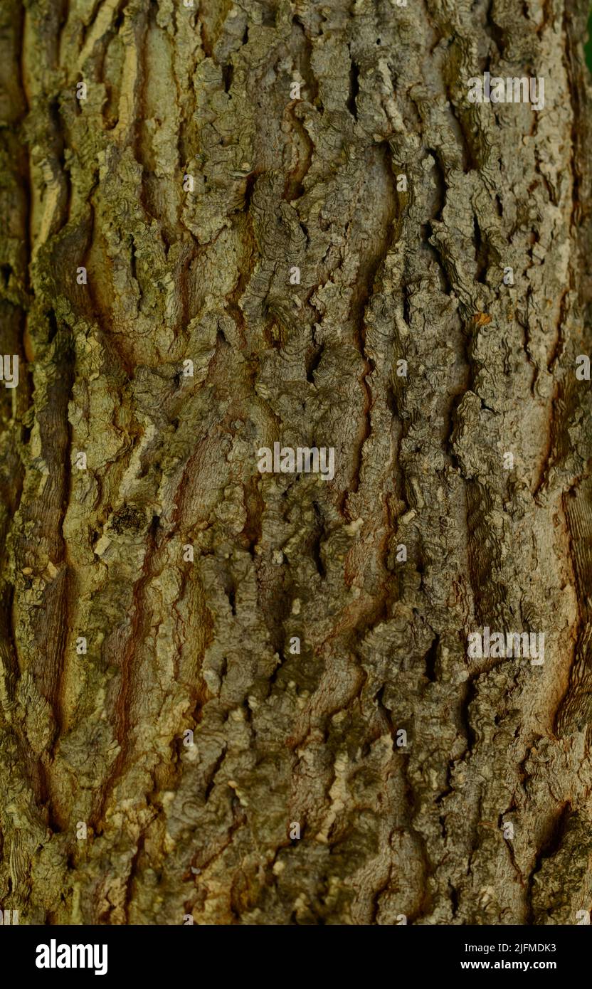 Tree bark - macro texture. Background picture Stock Photo - Alamy