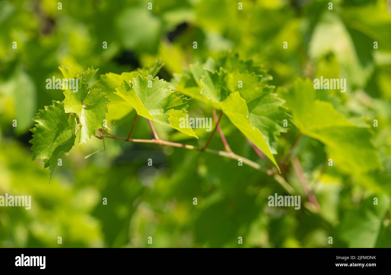 Green grapevine leaves vitis vinifera on blurred sunny nature Stock ...