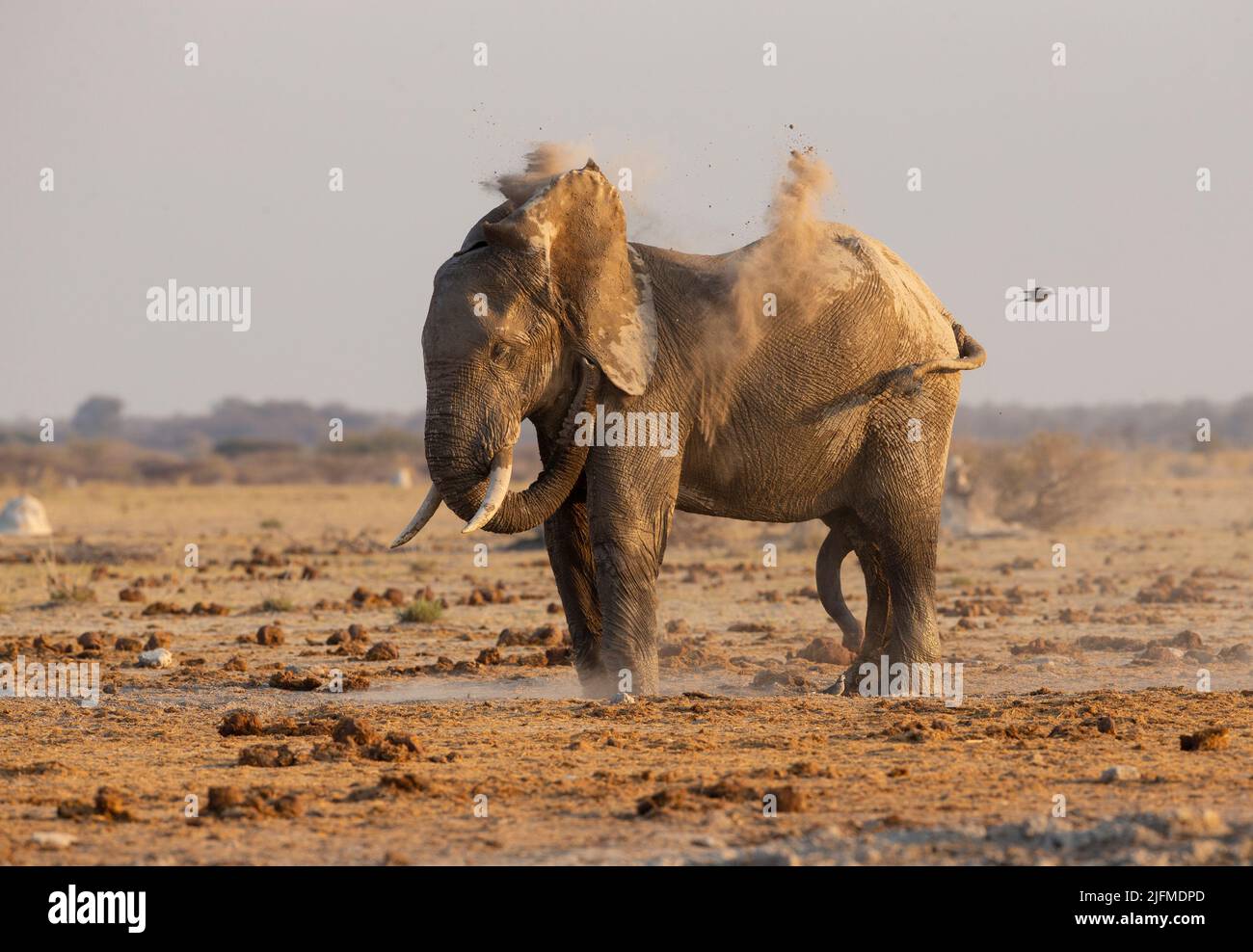 Dust elephant hi-res stock photography and images - Alamy