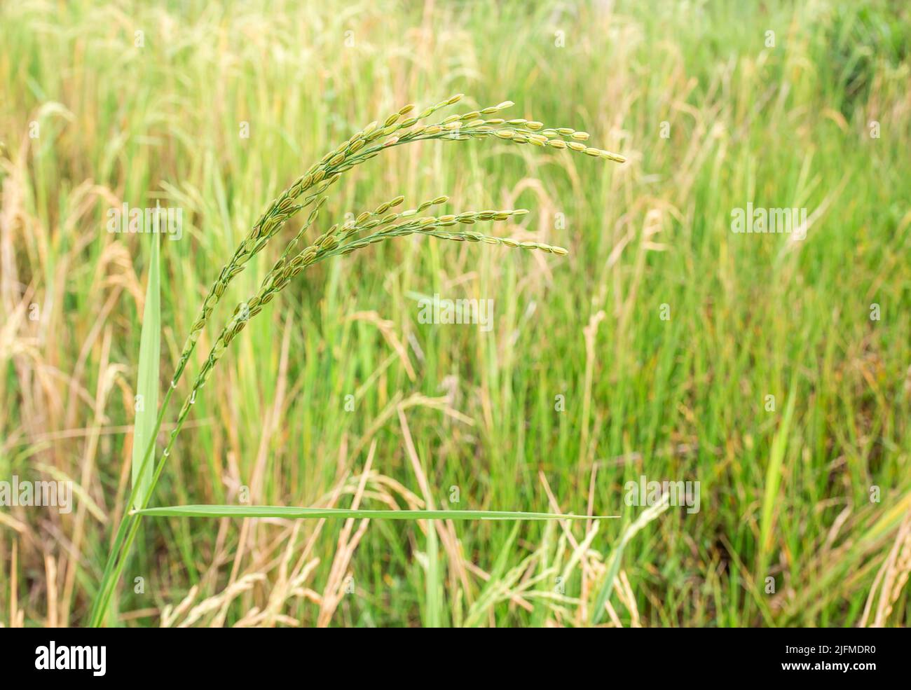 Close up spike in the rice field Stock Photo - Alamy