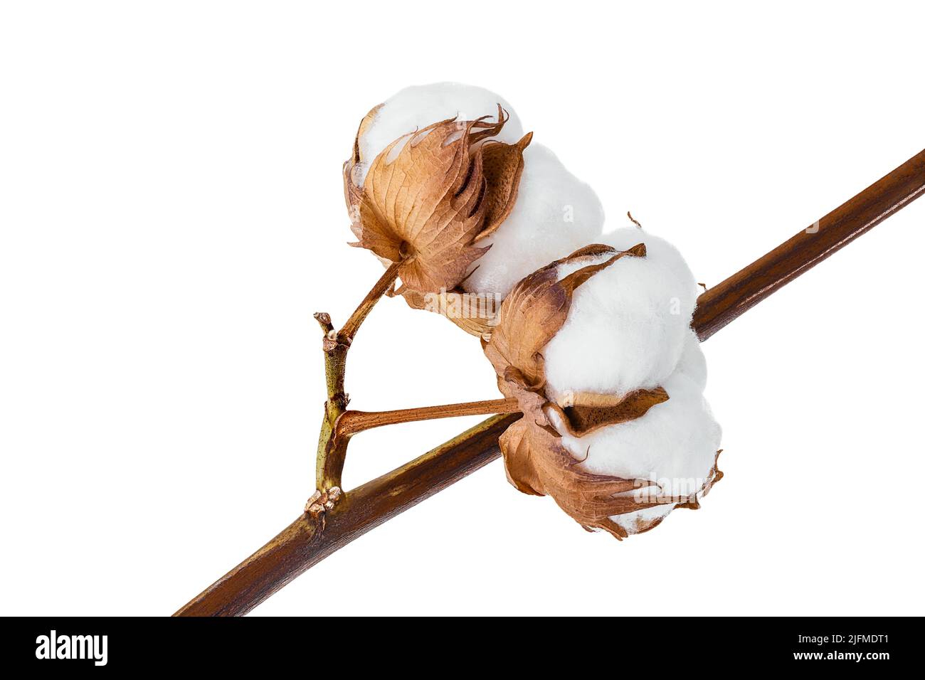 Cotton plant flower branch isolated on white background with full depth ...