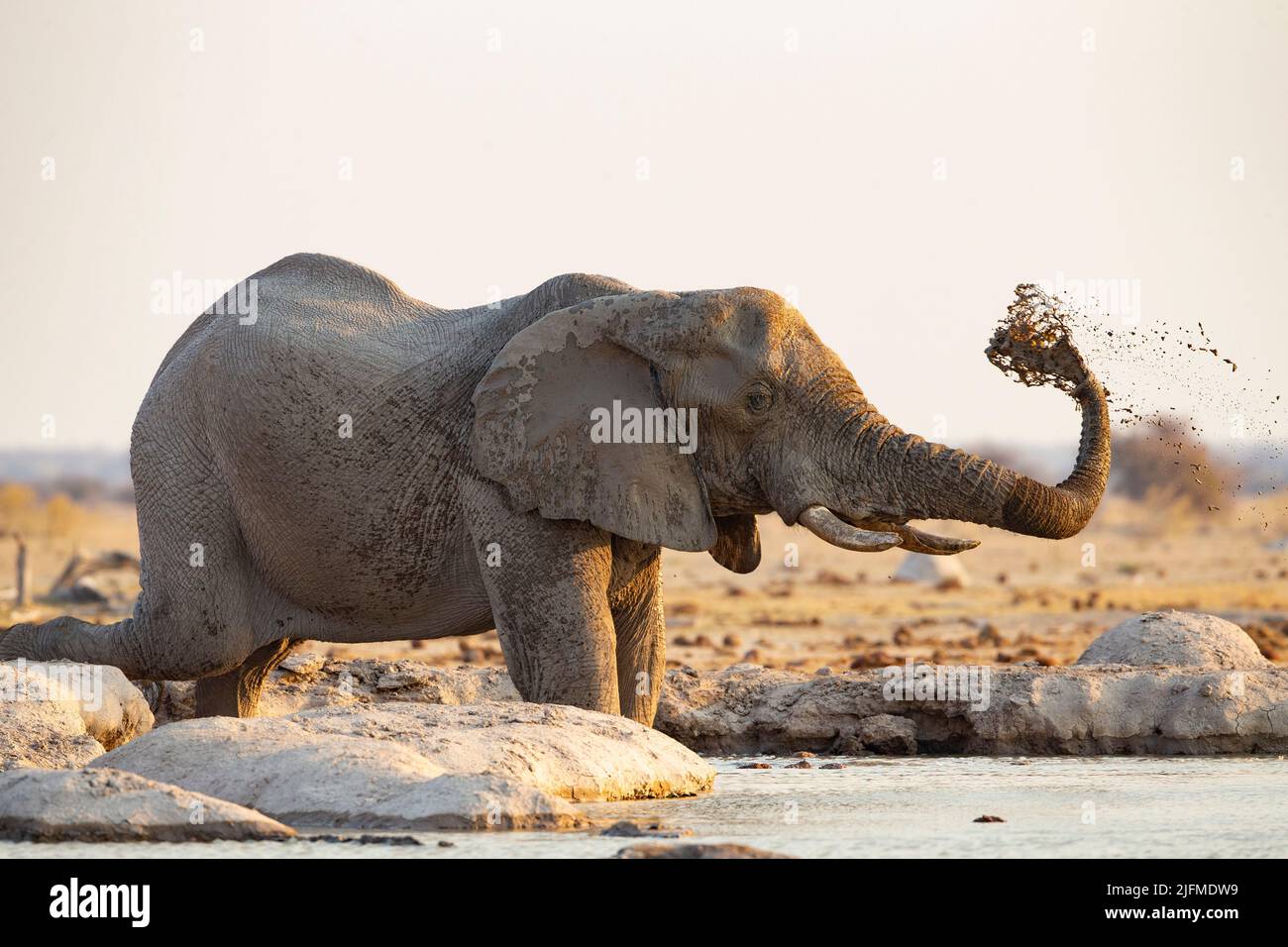 African Elephant (Loxodonta africana) bathing in a water hole Stock ...