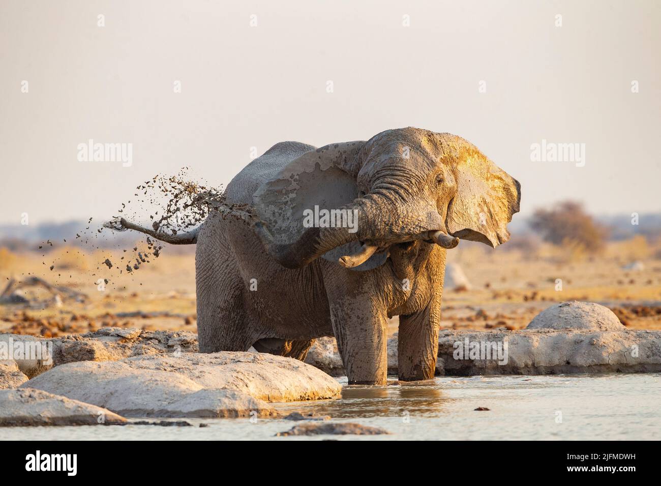African Elephant (Loxodonta africana) bathing in a water hole Stock ...