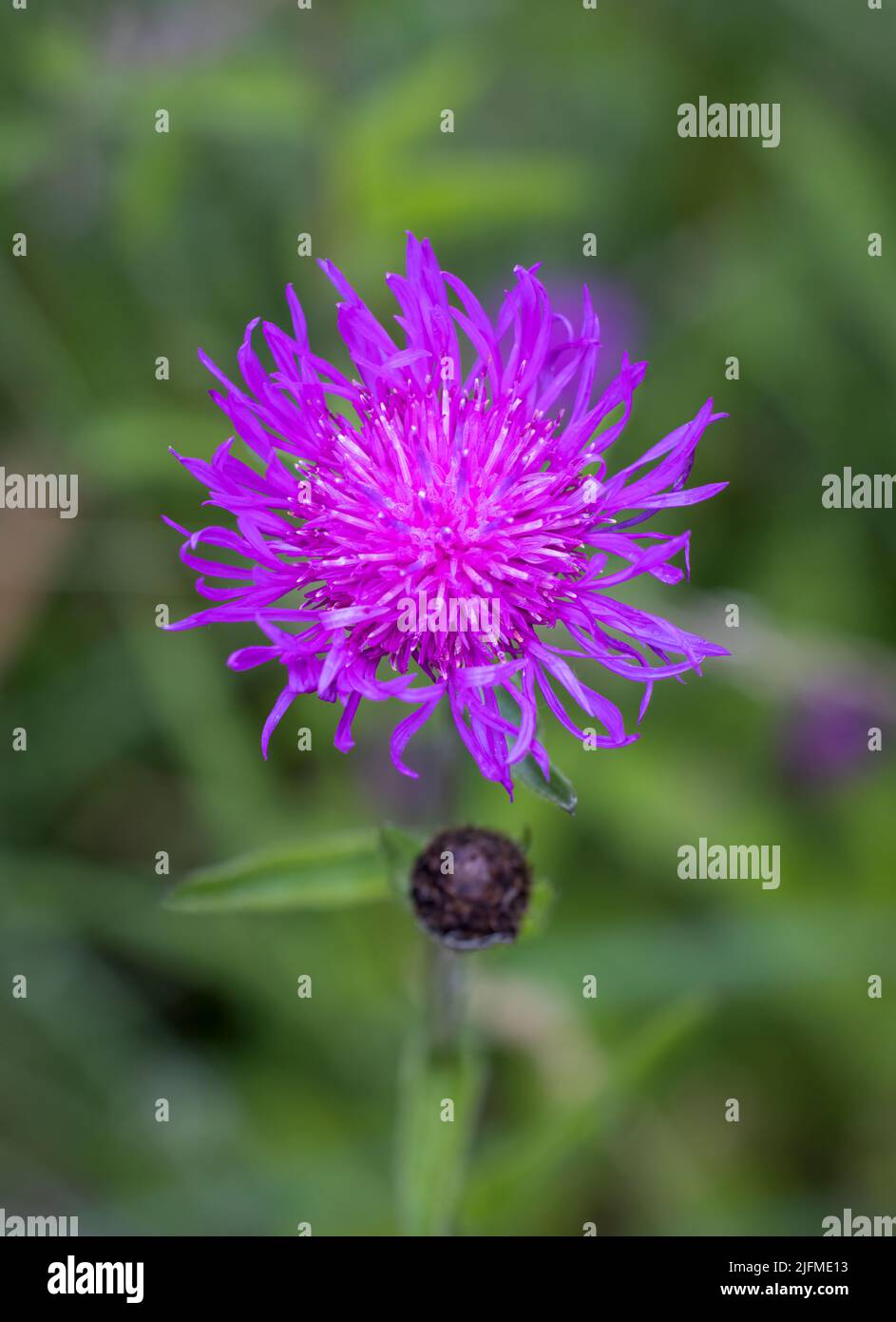 Flower of Common Knapweed, (Centaurea nigra Stock Photo - Alamy