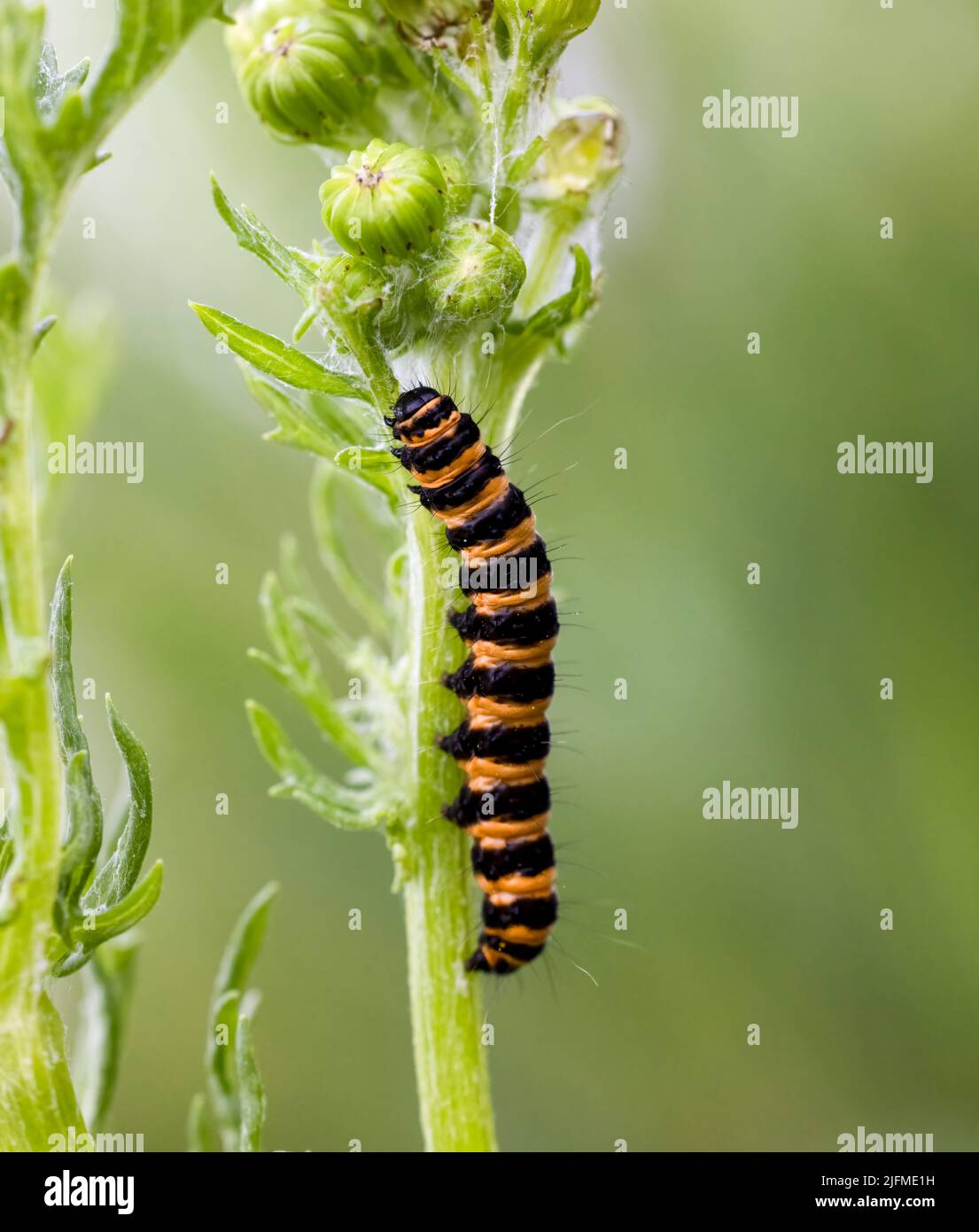 The striking black and orange striped larva, (caterpillar), of the ...