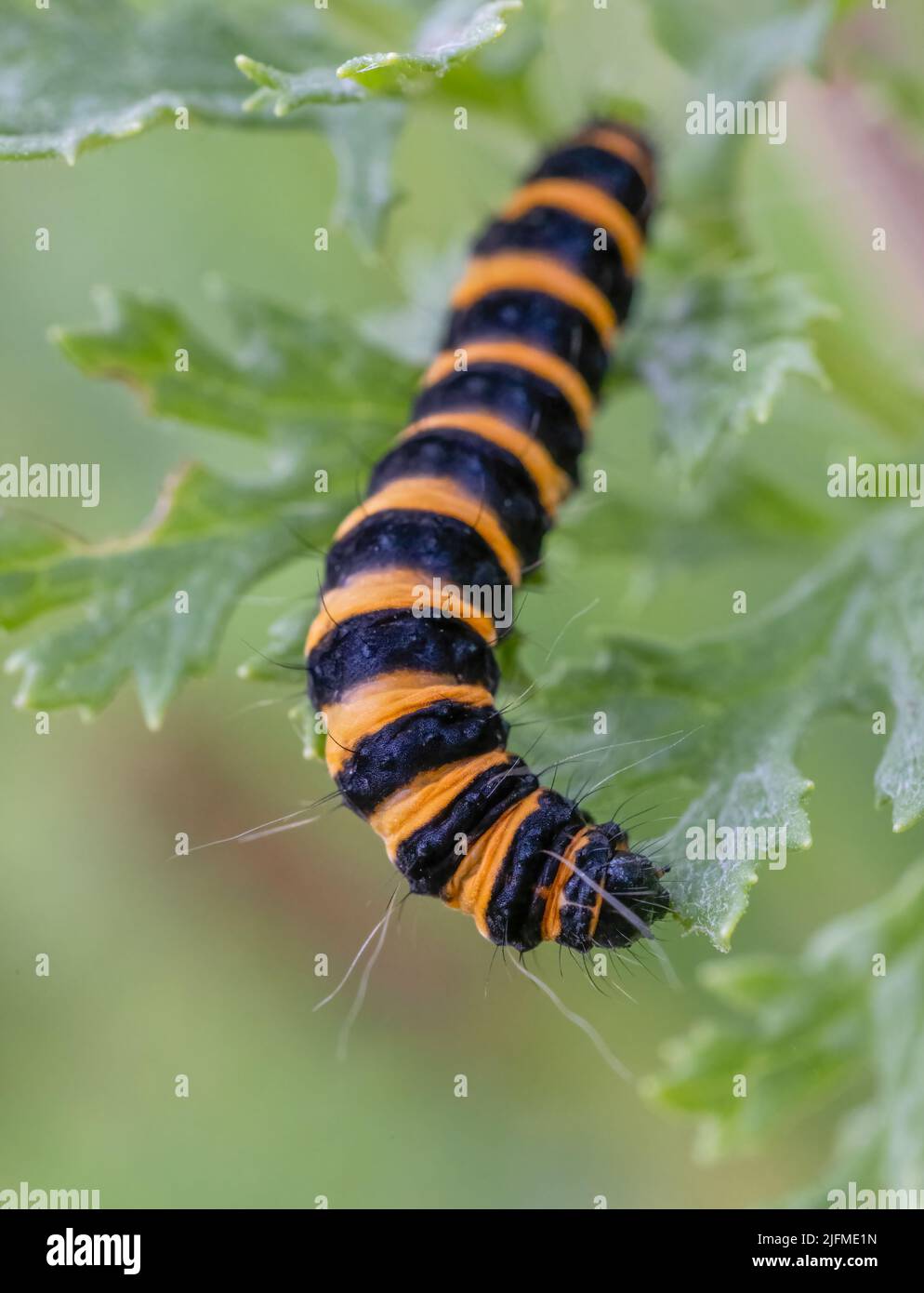 The striking black and orange striped larva, (caterpillar), of the ...