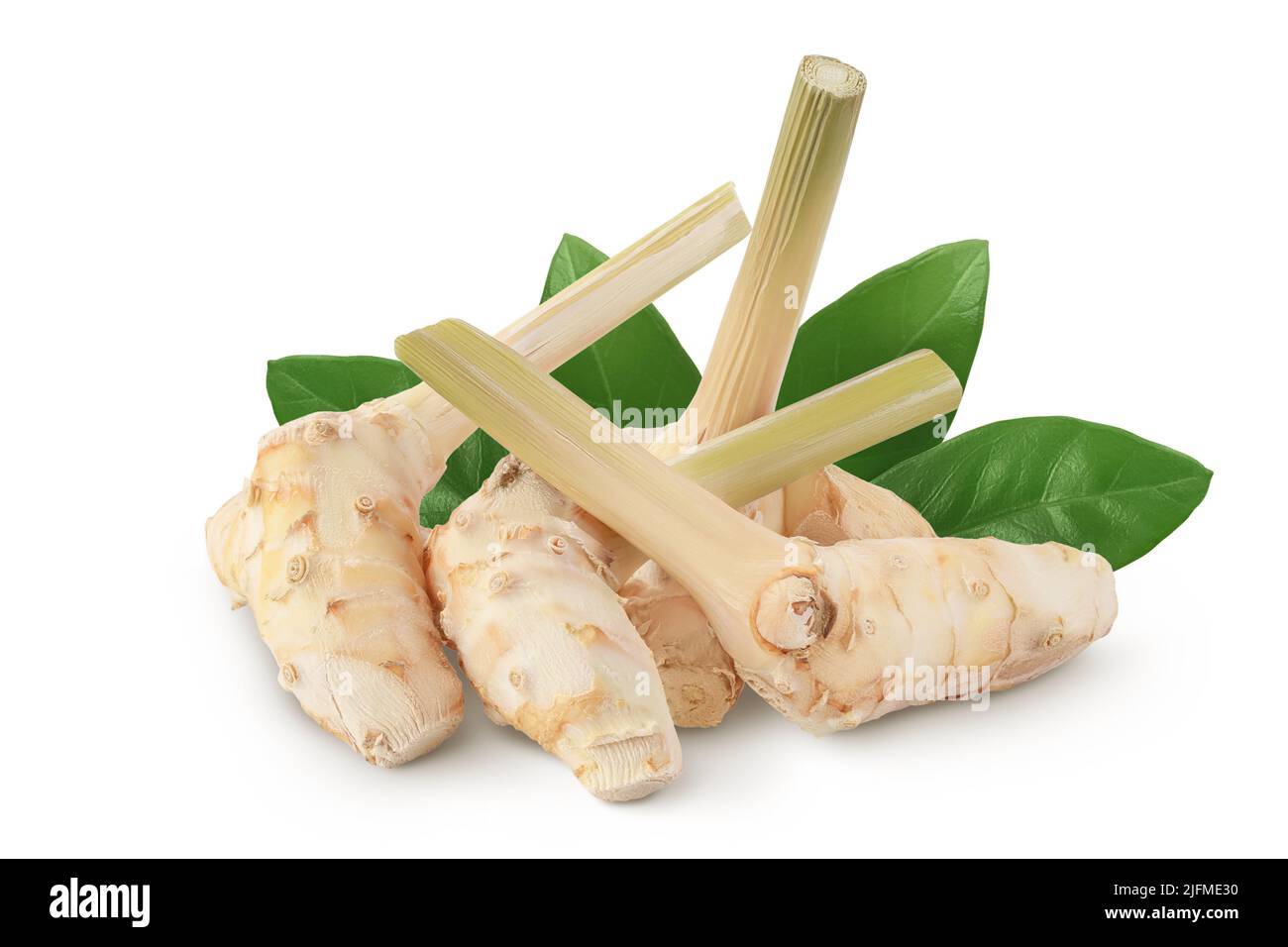 Fresh galangal root isolated on white background with full depth of ...