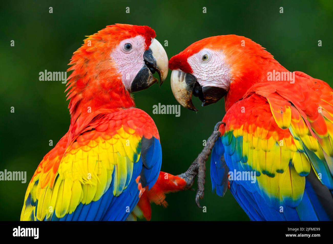 Two Scarlet Macaw (Ara macao) preening together, Costa Rica Stock Photo ...