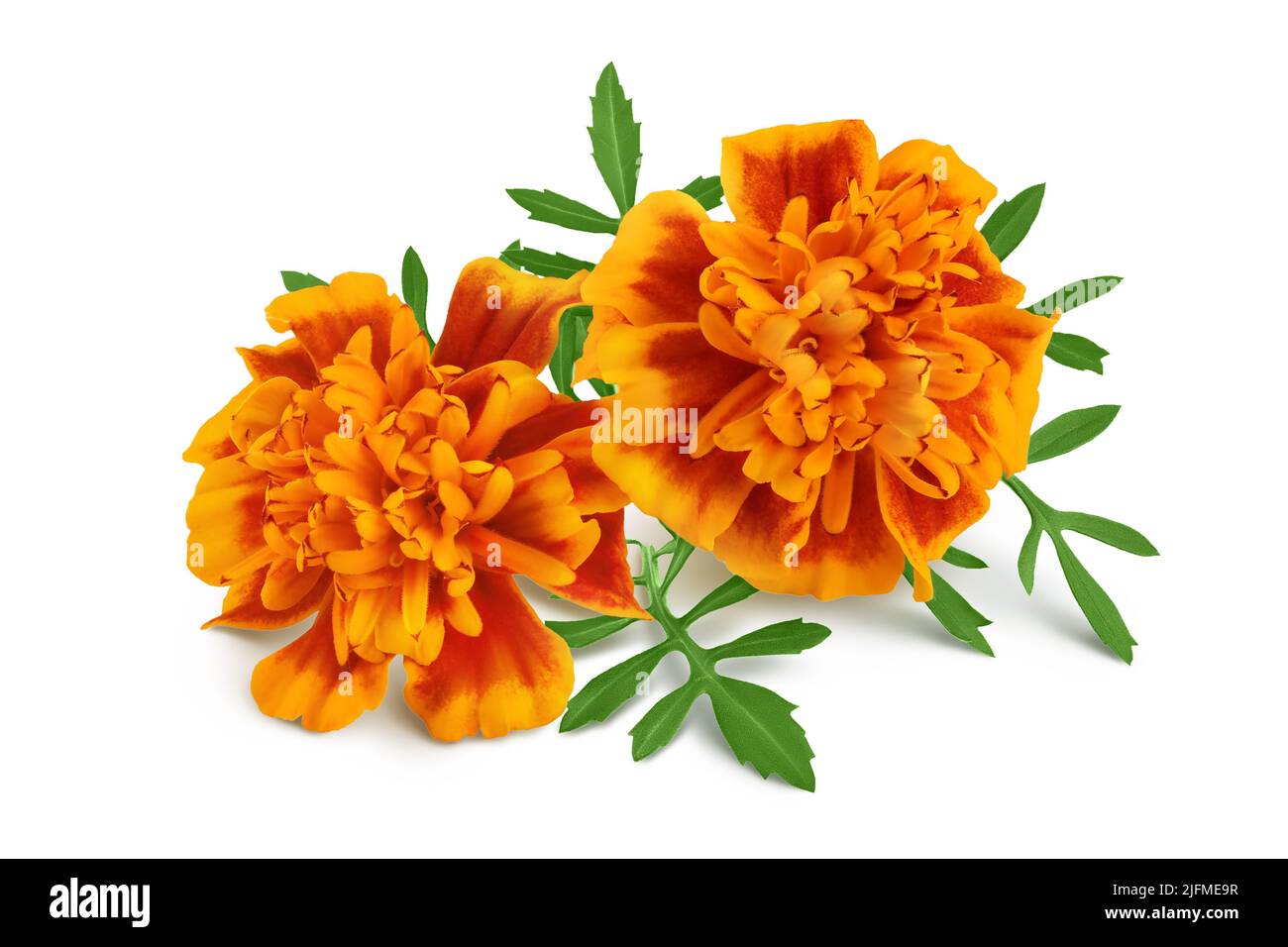 fresh marigold or tagetes erecta flower isolated on white background ...