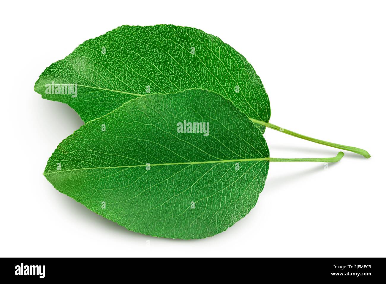 Green pear leaf isolated on white background. Top view. Flat lay Stock ...