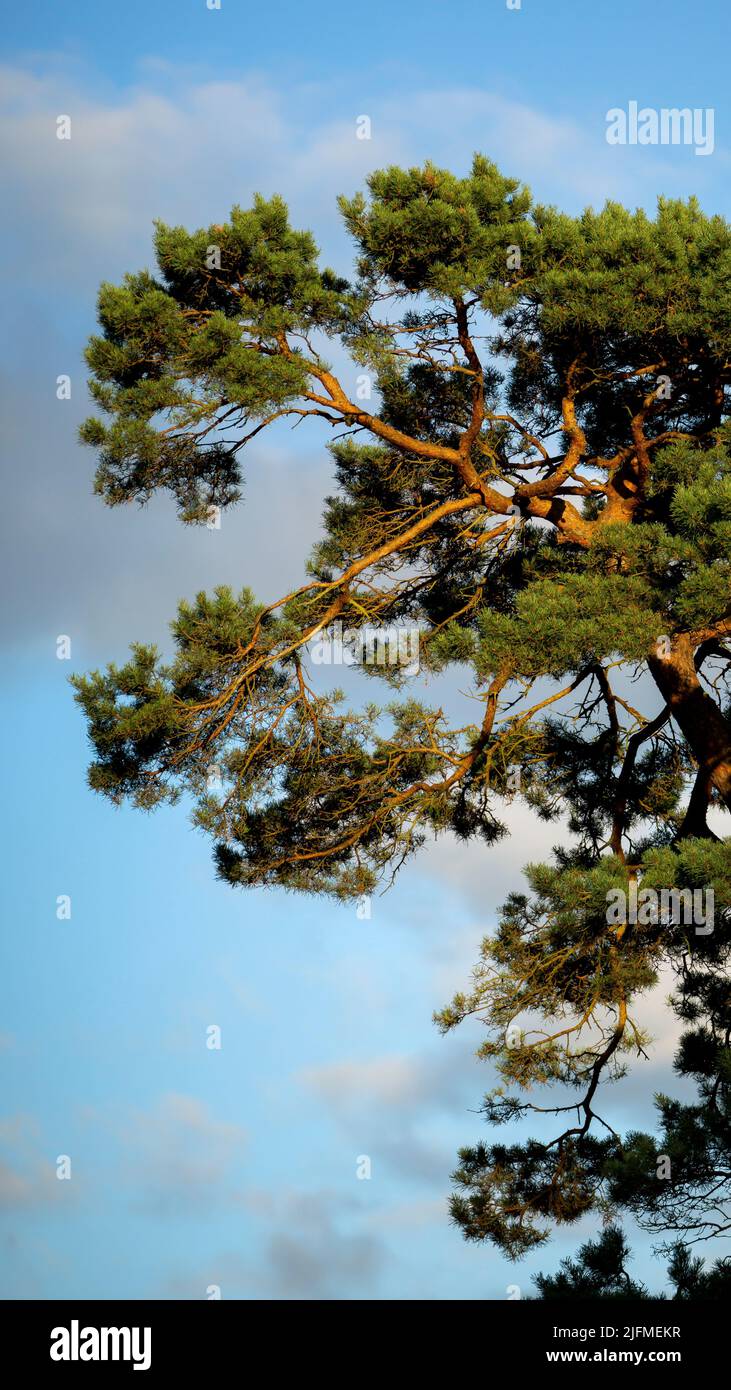 A large pine tree lit by the golden light of the setting sun Stock ...