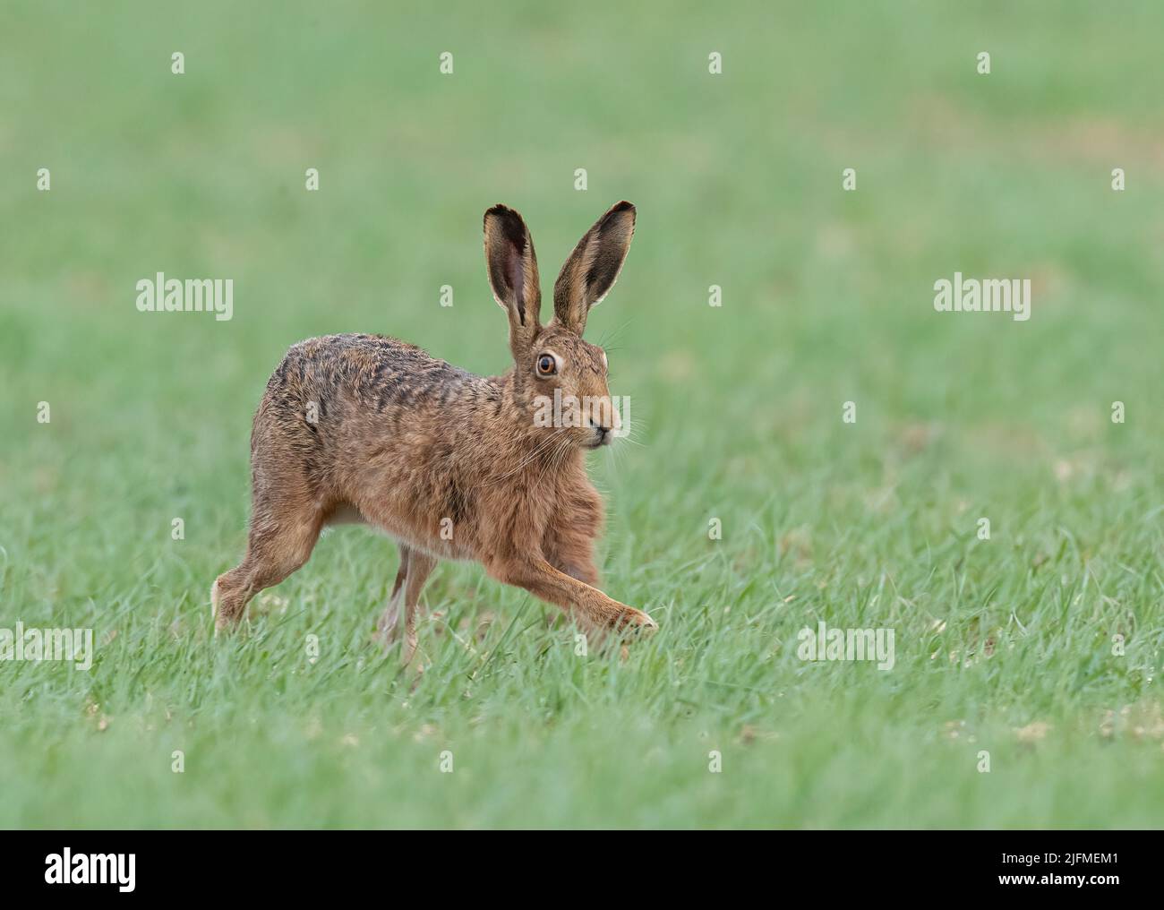 A wild Brown Hare sprinting across the farmers spring barley crop in ...