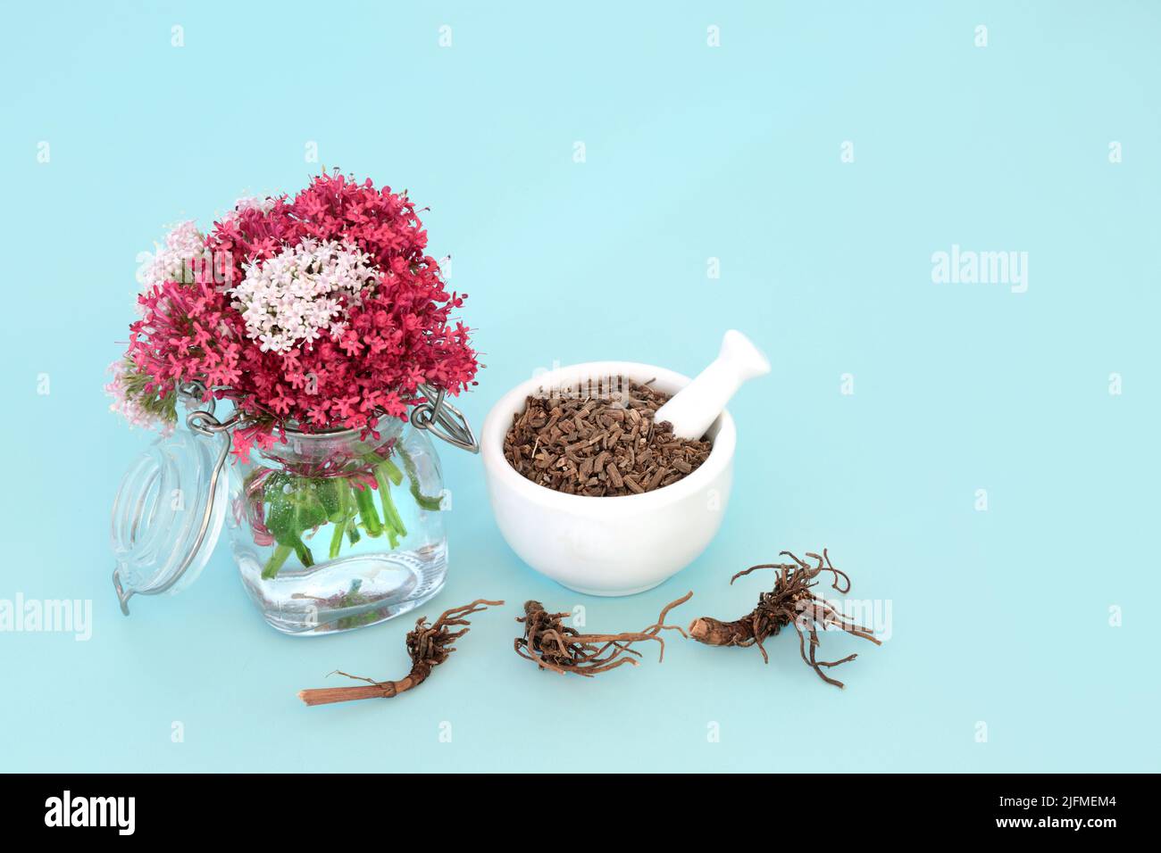 Adaptogen plant flower hi-res stock photography and images - Alamy