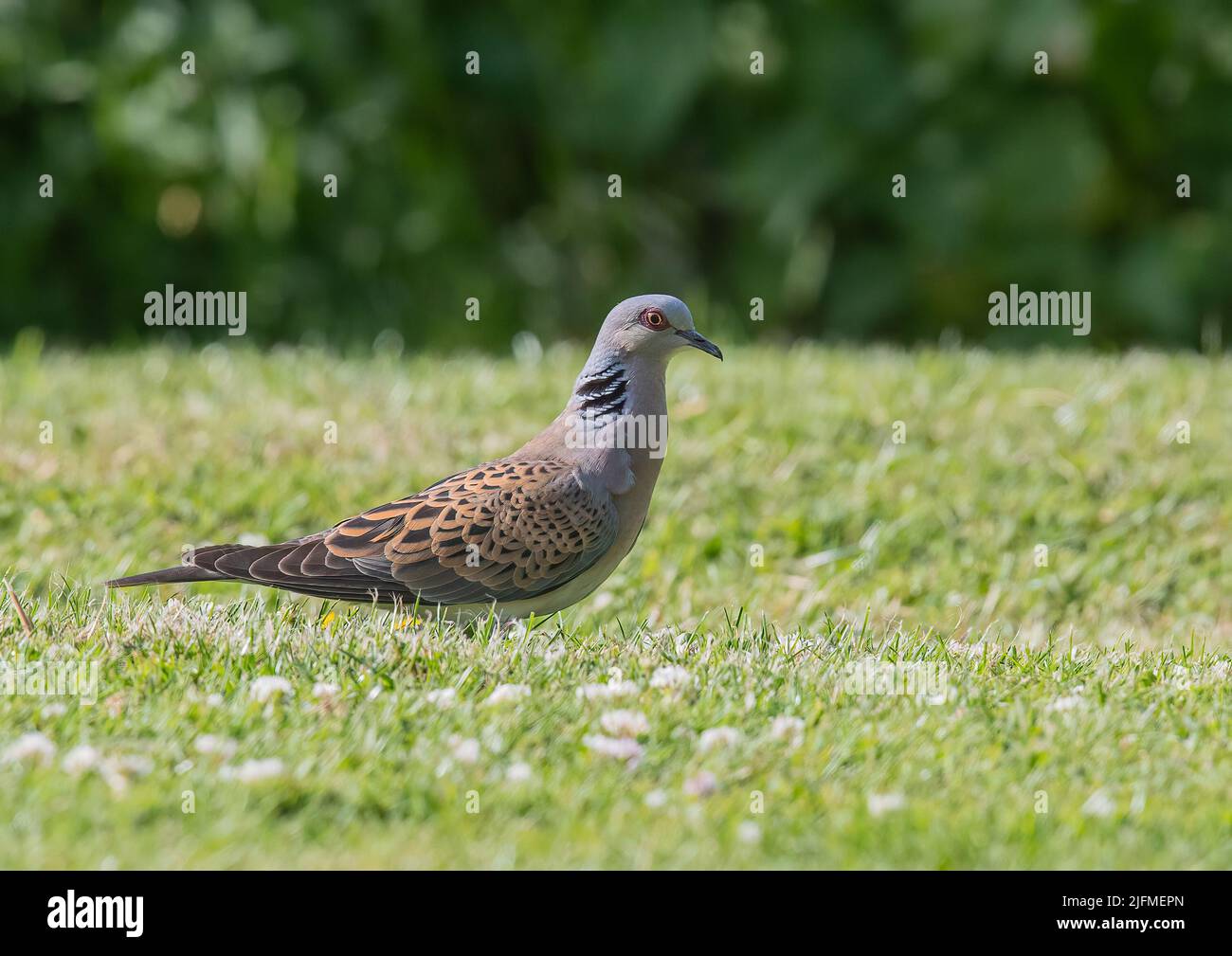 A close up of a Turtle Dove , a species on the brink of extinction ...