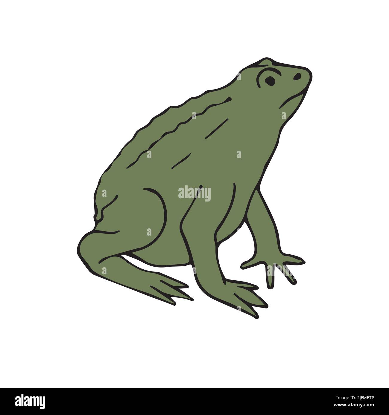 Vector hand drawn doodle sketch colored frog isolated on white ...
