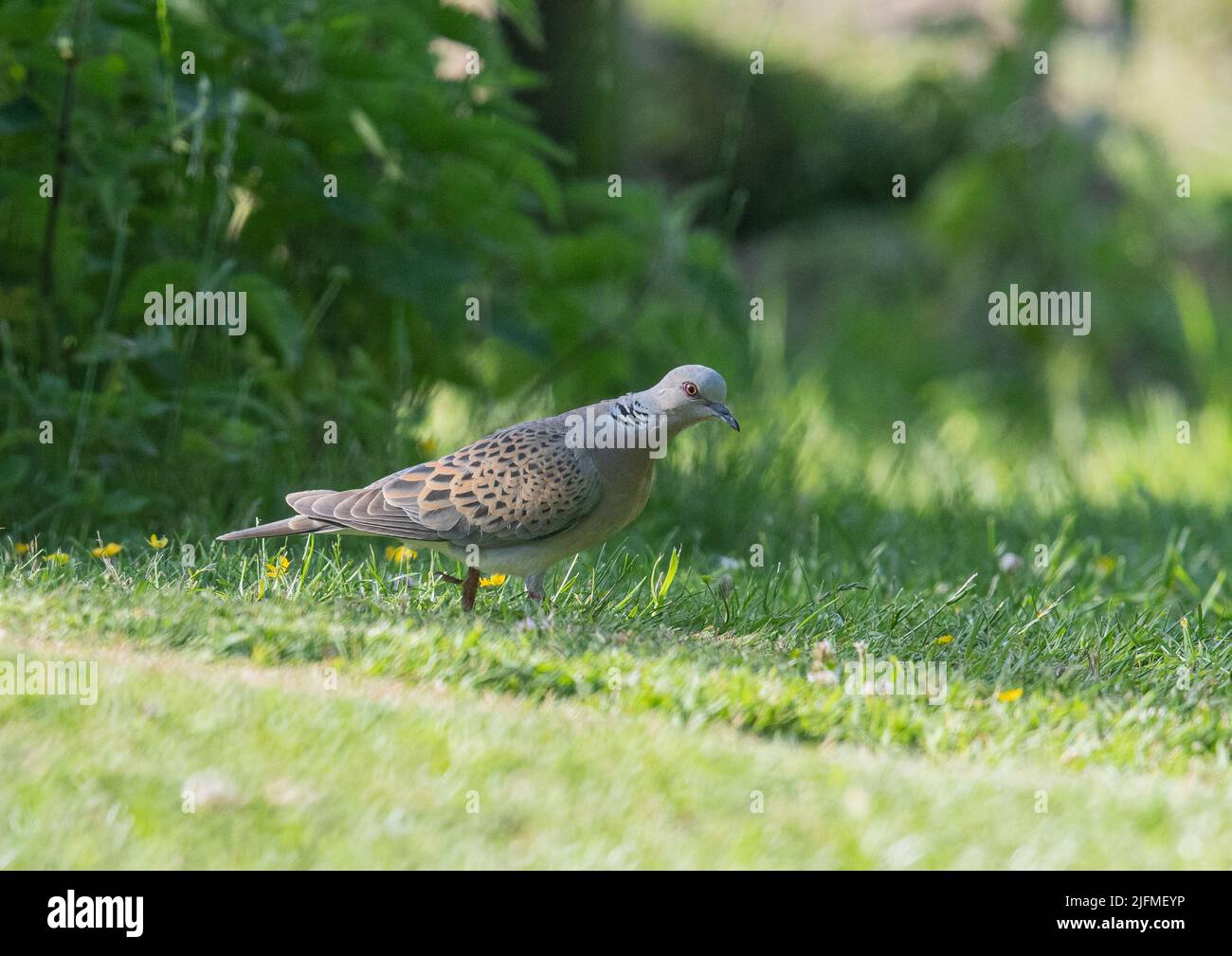 A colourful Turtle Dove , a species on the brink of extinction ...