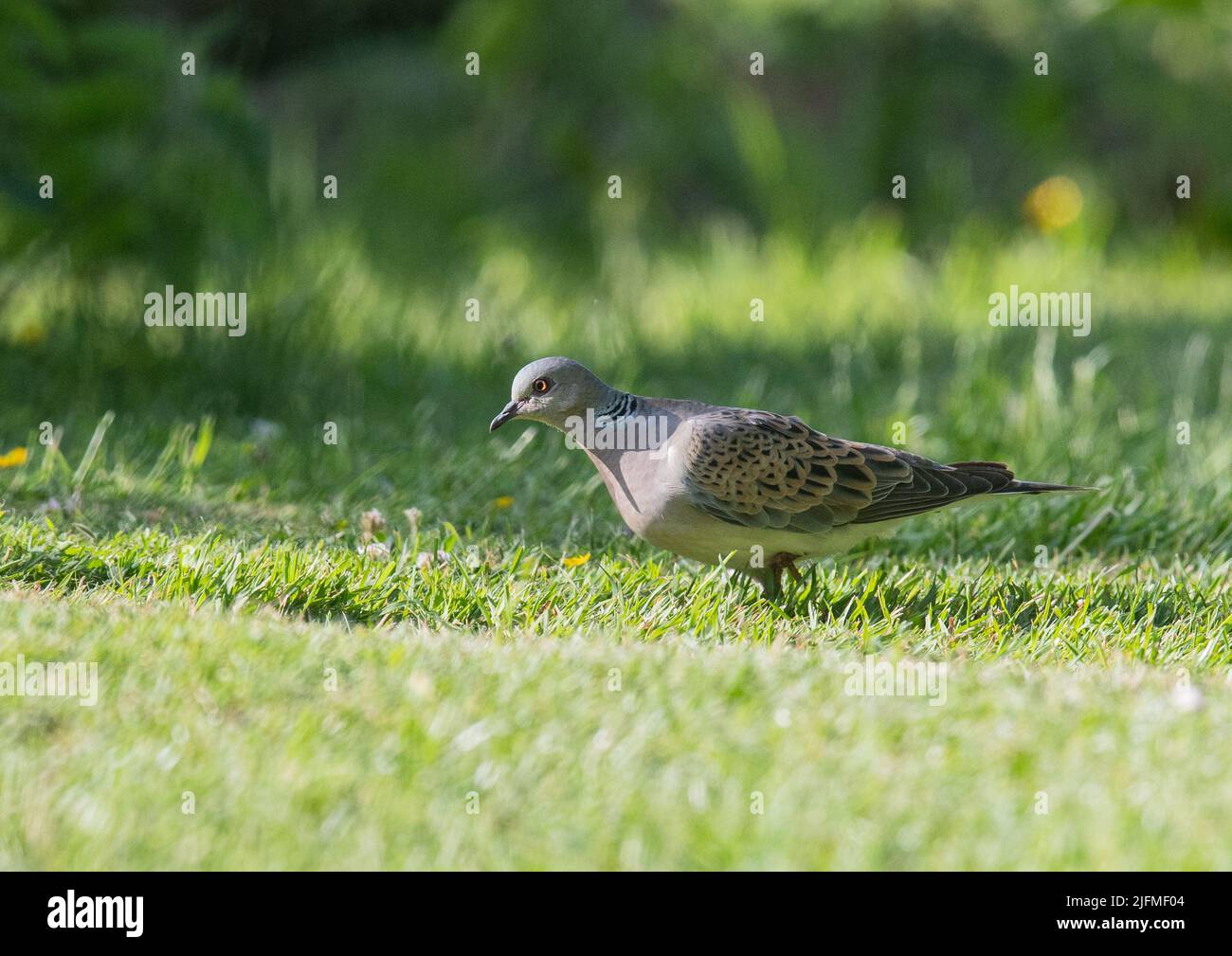A beautiful Turtle Dove , a species on the brink of extinction ...