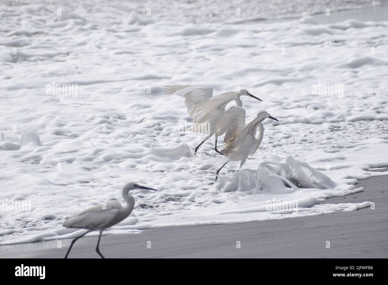 A group of cranes are waiting for the sea waves to hunt the fishes ...