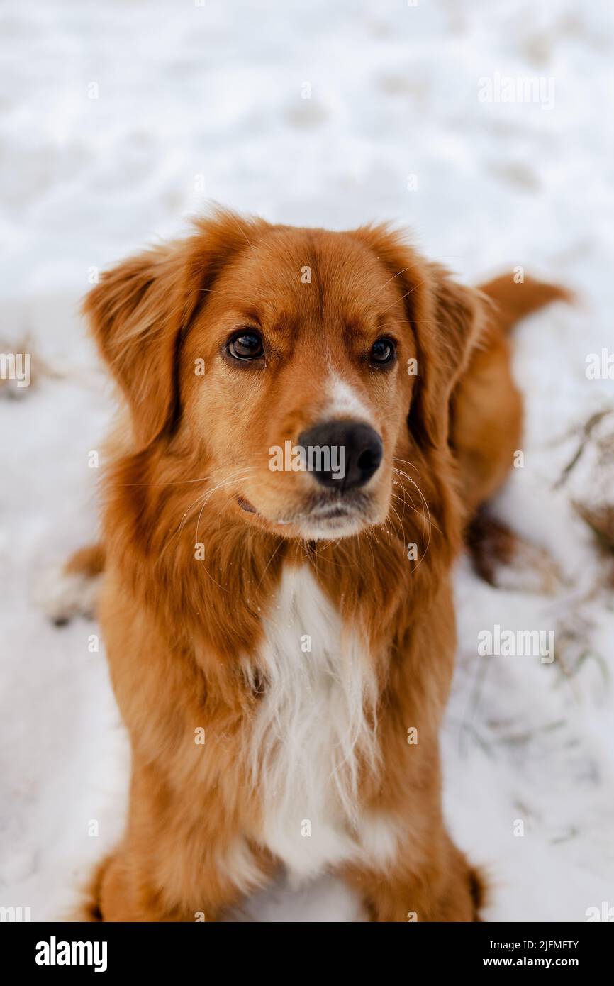 A closeup portrait of Nova Scotia Duck Tolling Retriever dog standing ...