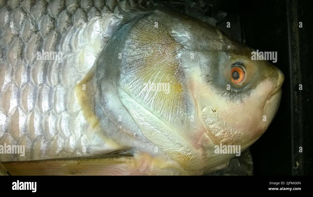 Catla fish, a South Asian freshwater fish on sale Stock Photo - Alamy