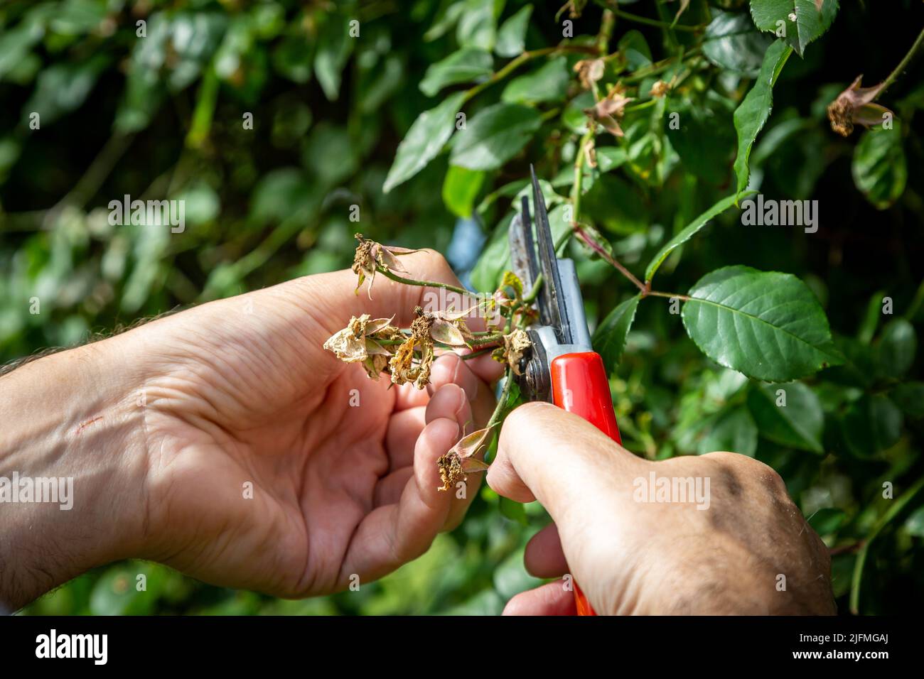 A man deadheading a rose bush in summertime Stock Photo - Alamy