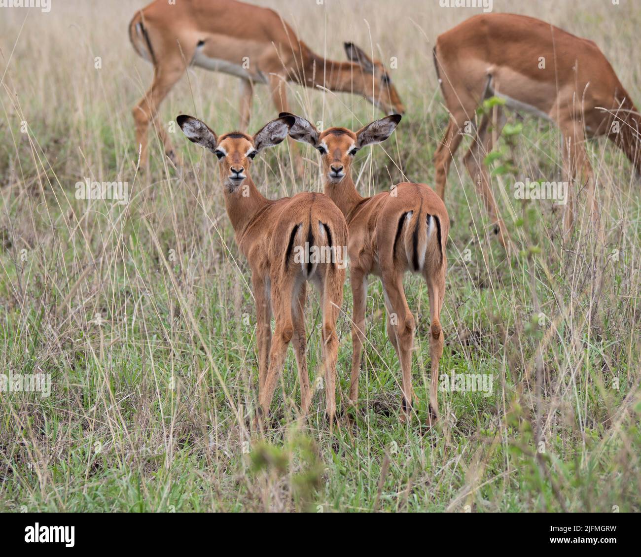 Africa kenya offspring gazelle hi-res stock photography and images - Alamy