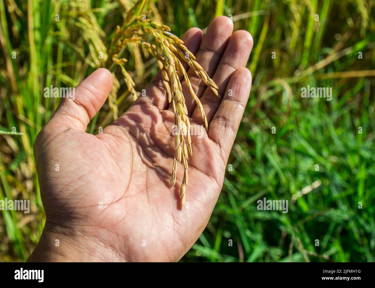Man hand with rice field and morning sunlight Stock Photo - Alamy