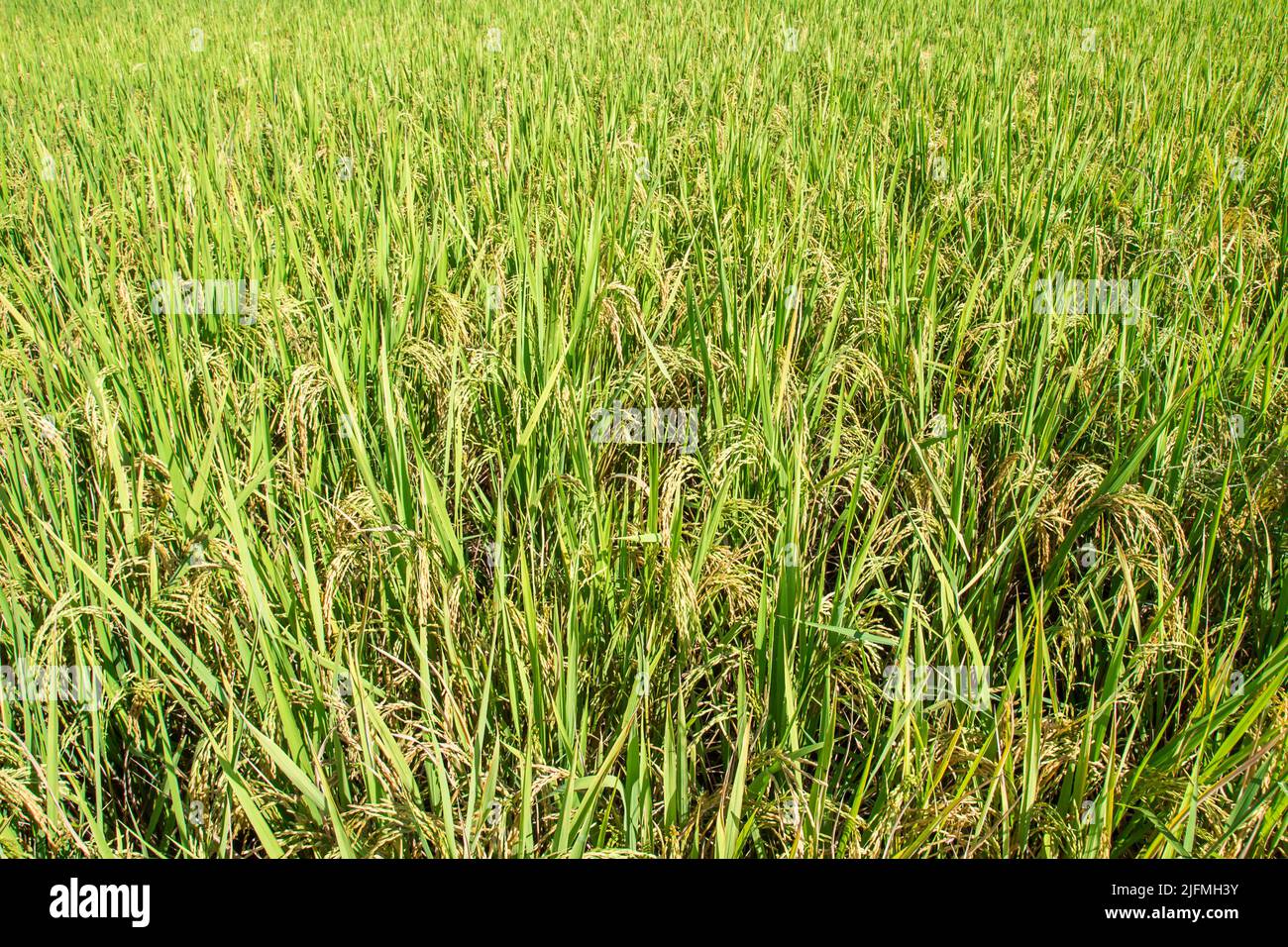 Rice in the field with morning sunlight Stock Photo - Alamy