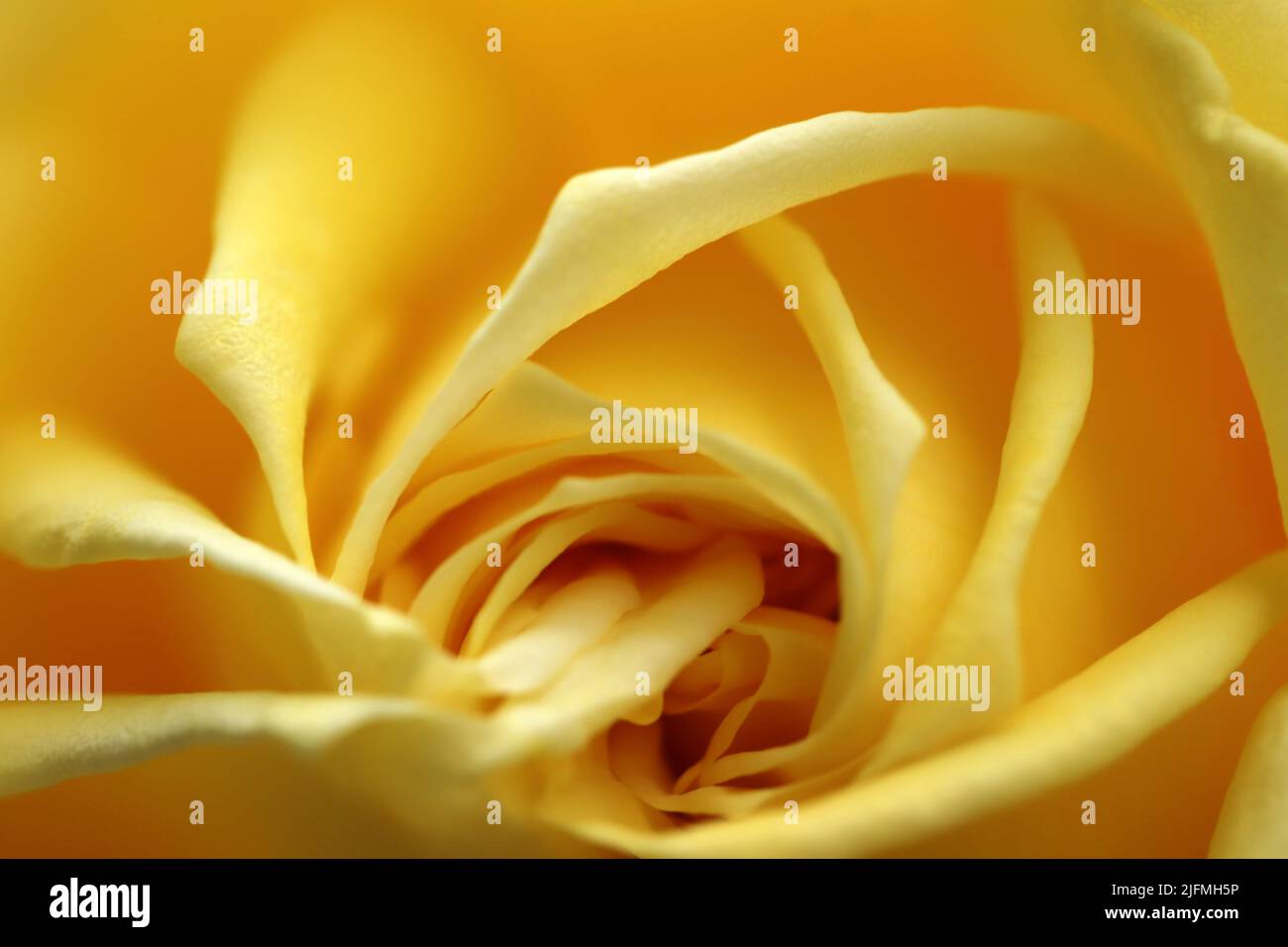 Separation petal yellow hi-res stock photography and images - Alamy