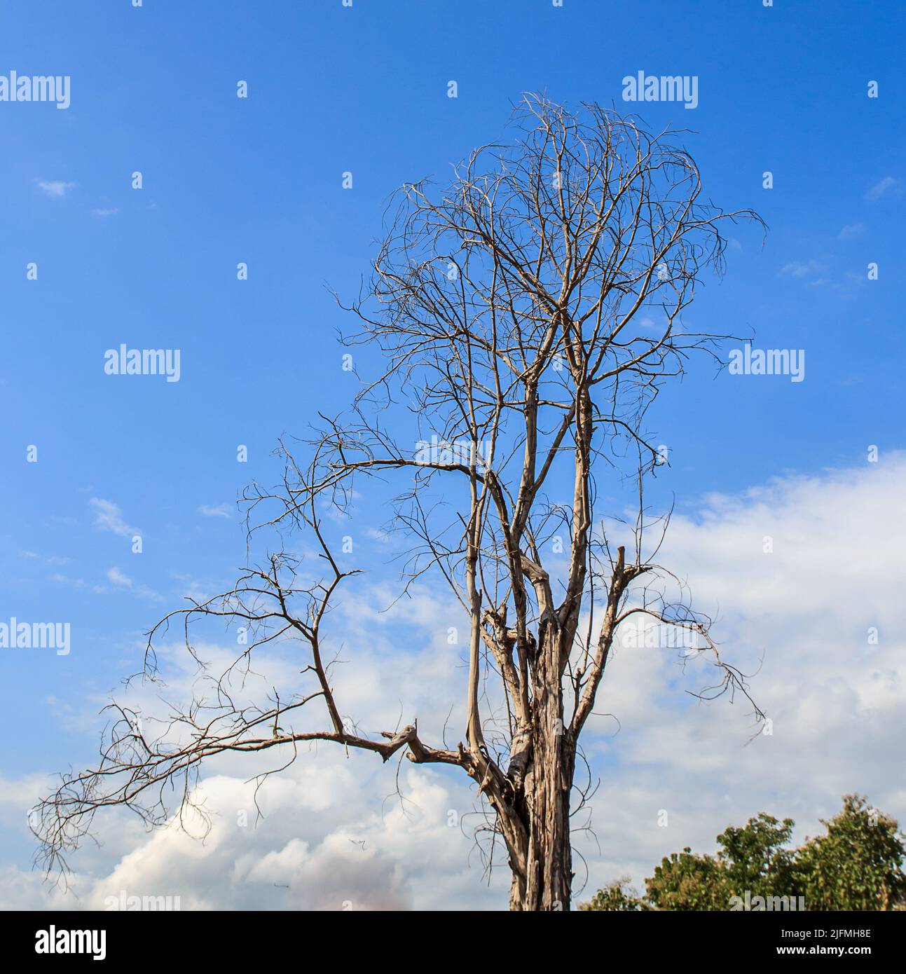 Dead withered tree blue sky hi-res stock photography and images - Alamy