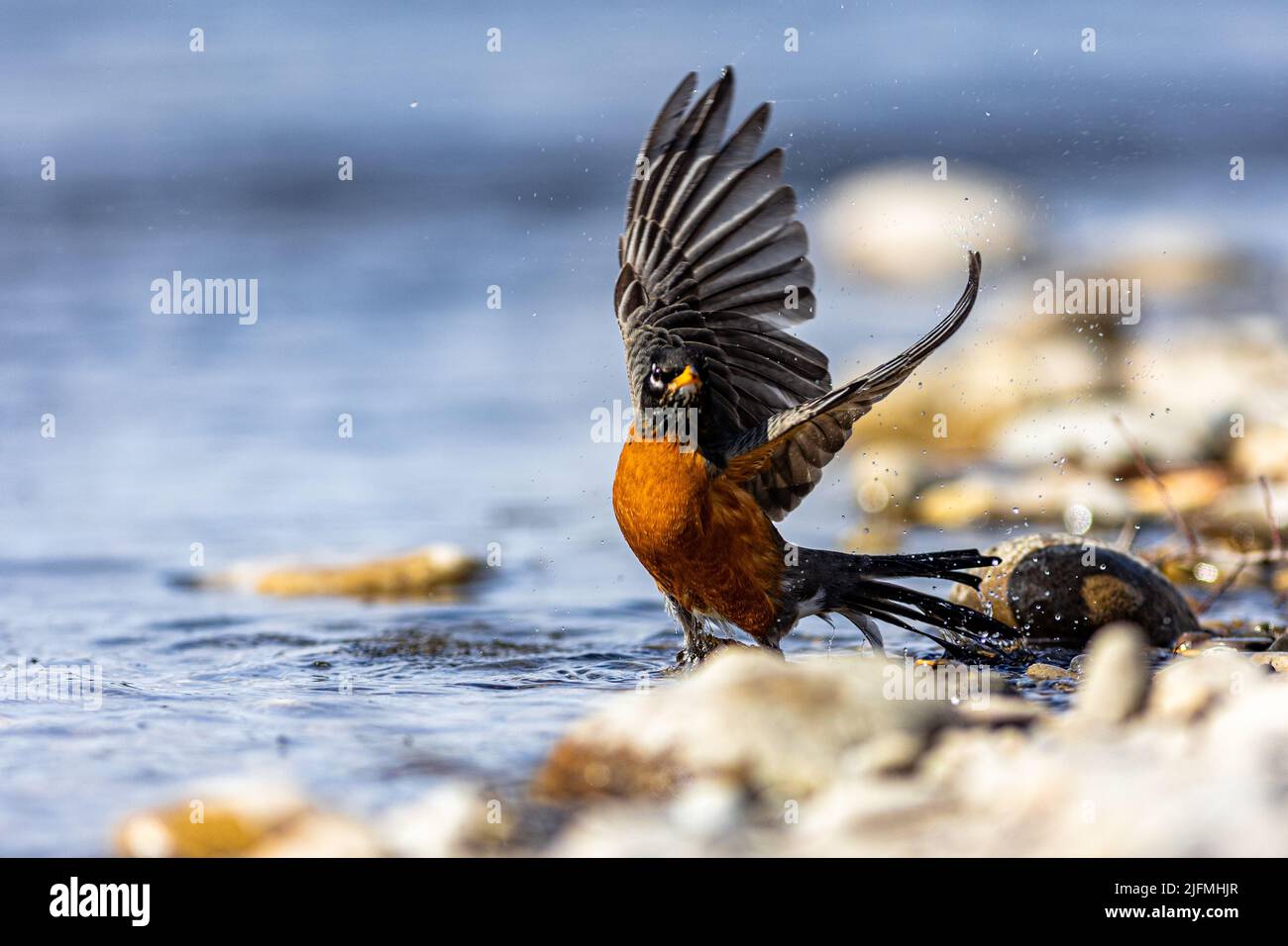 American Robin Landing