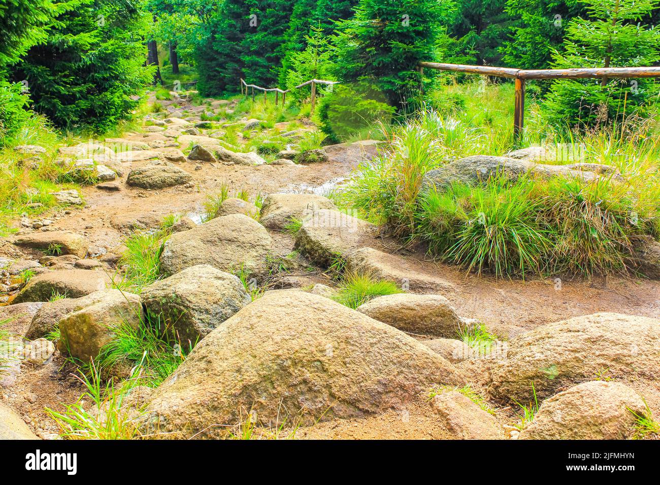 Forest with stones rocks boulders fir trees and landscape panorama and ...