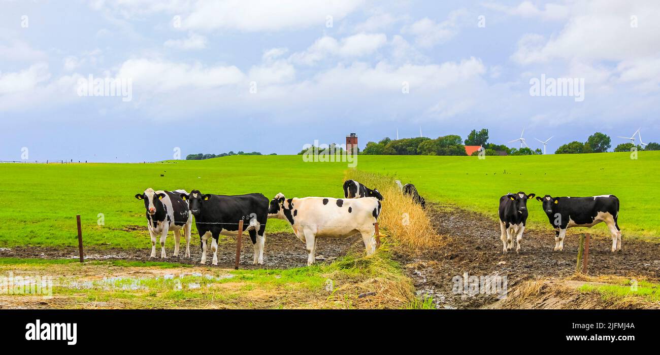 North German agricultural field with cows and nature landscape panorama ...