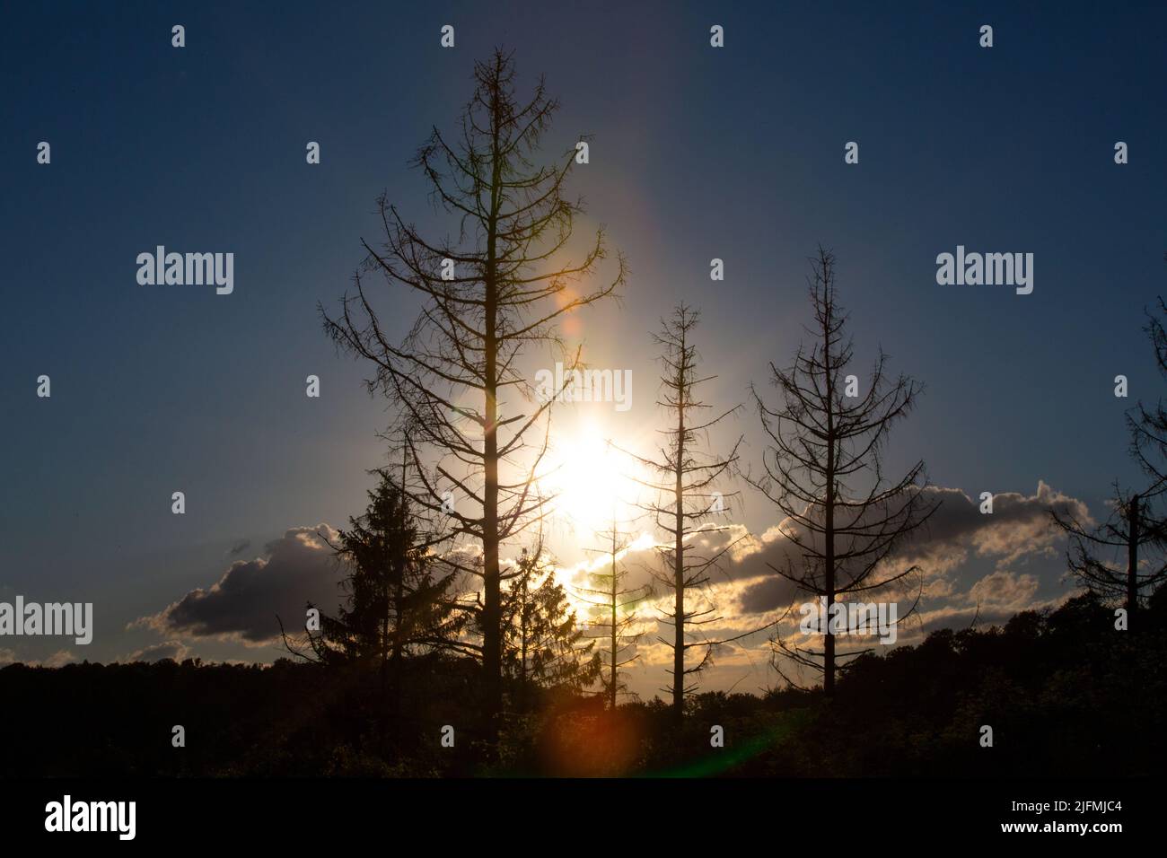 Withered Conifers From Scorching Sun. Tree Death Due To Prolonged ...