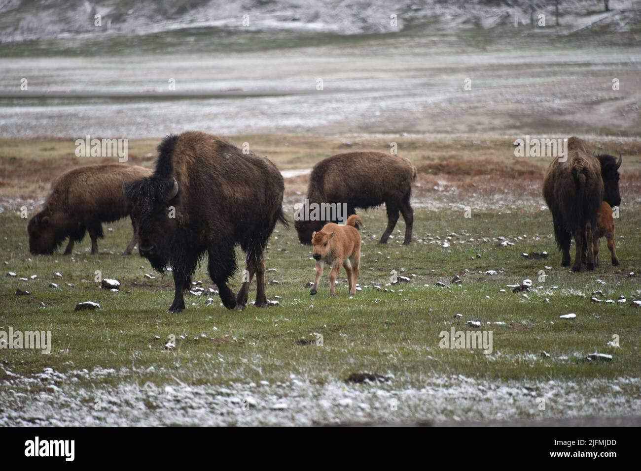 Yellowstone National Park, U.S.A. 5/21-24/2022. American Bison. 5,000 ...