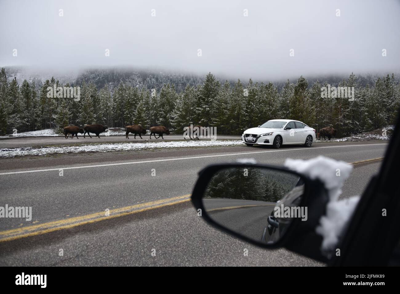 Yellowstone National Park, U.S.A. 5/21-24/2022. American Bison. 5,000 ...