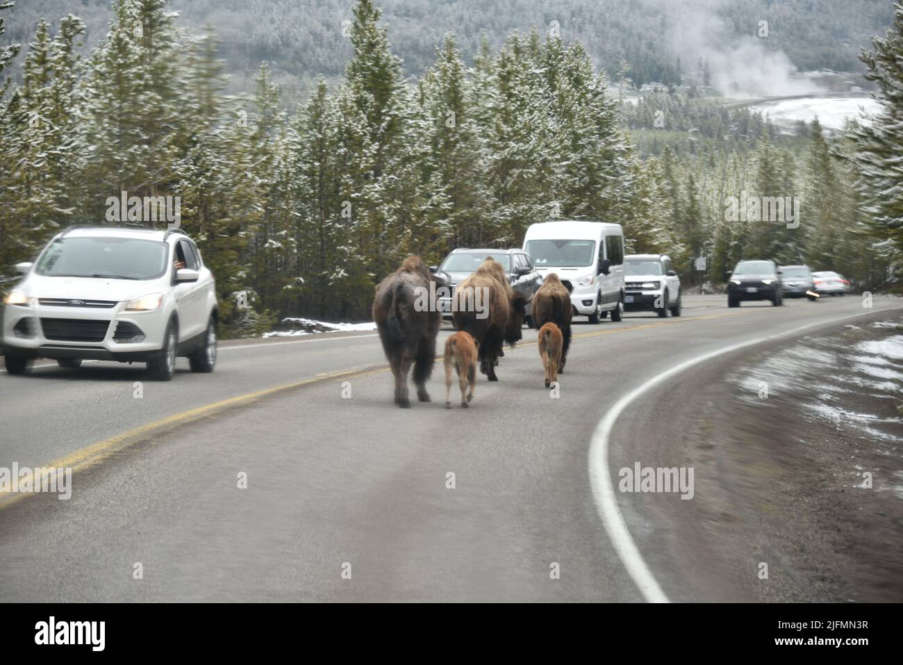 Yellowstone National Park, U.S.A. 5/21-24/2022. American Bison. 5,000 ...