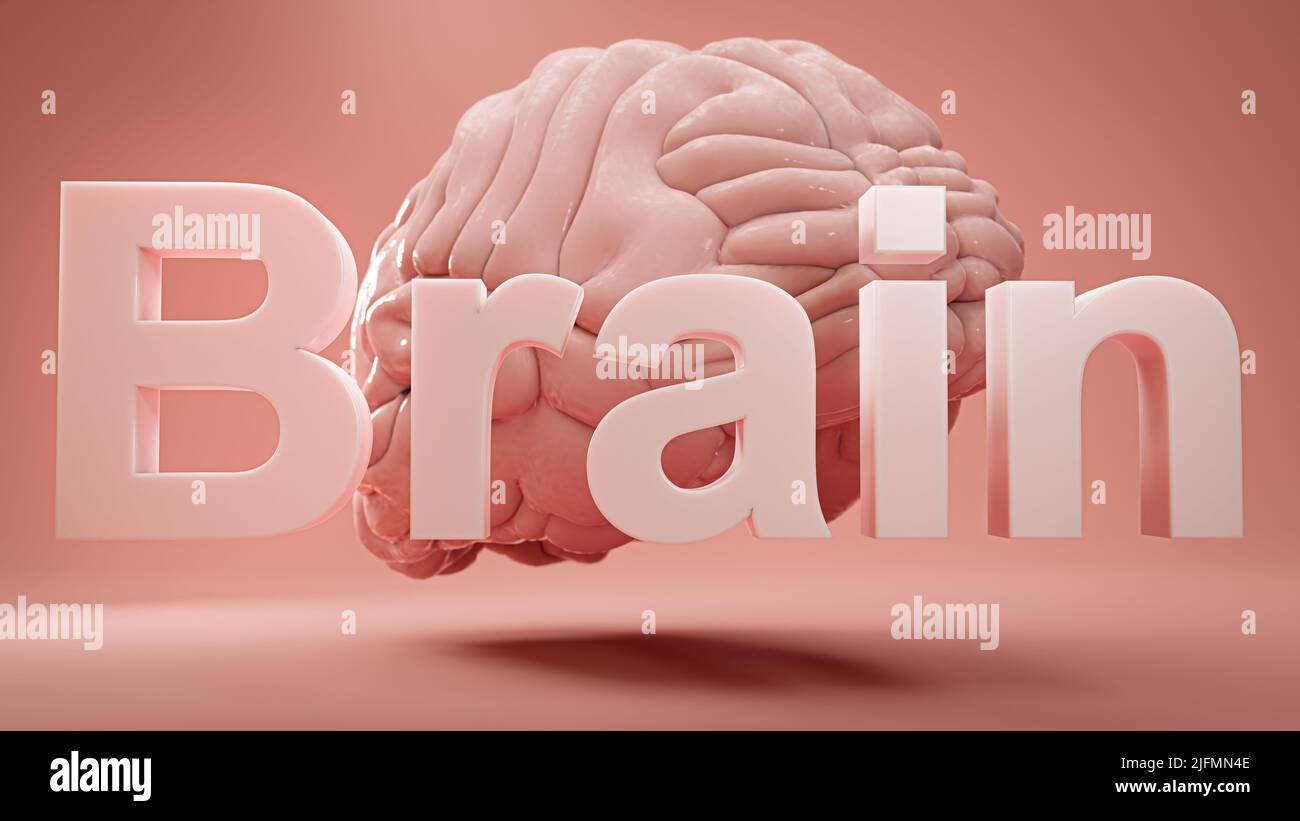 Word brain and model of human brain over pink studio background ...