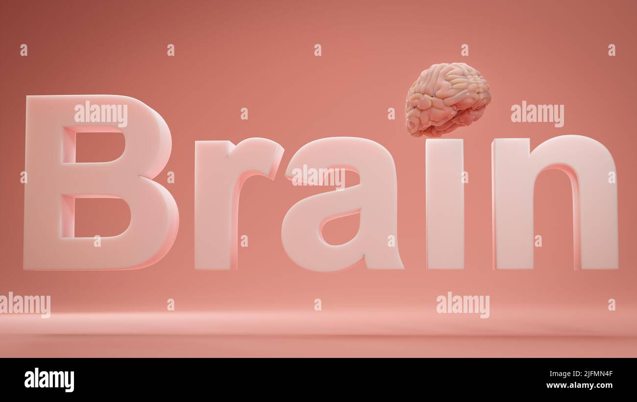 Word brain with model of human brain. Concept of inspiritation ...