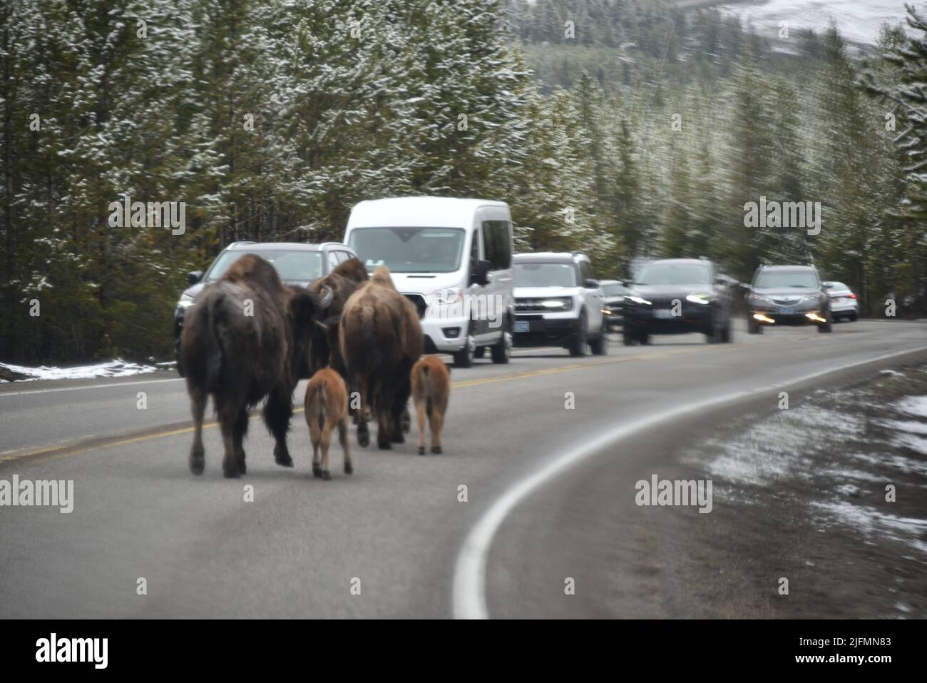 Yellowstone National Park, U.S.A. 5/21-24/2022. American Bison. 5,000 ...