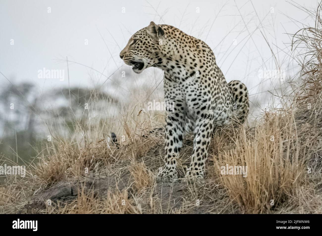 A closeup of a leopard sitting on the ground in South Africa, Safari ...