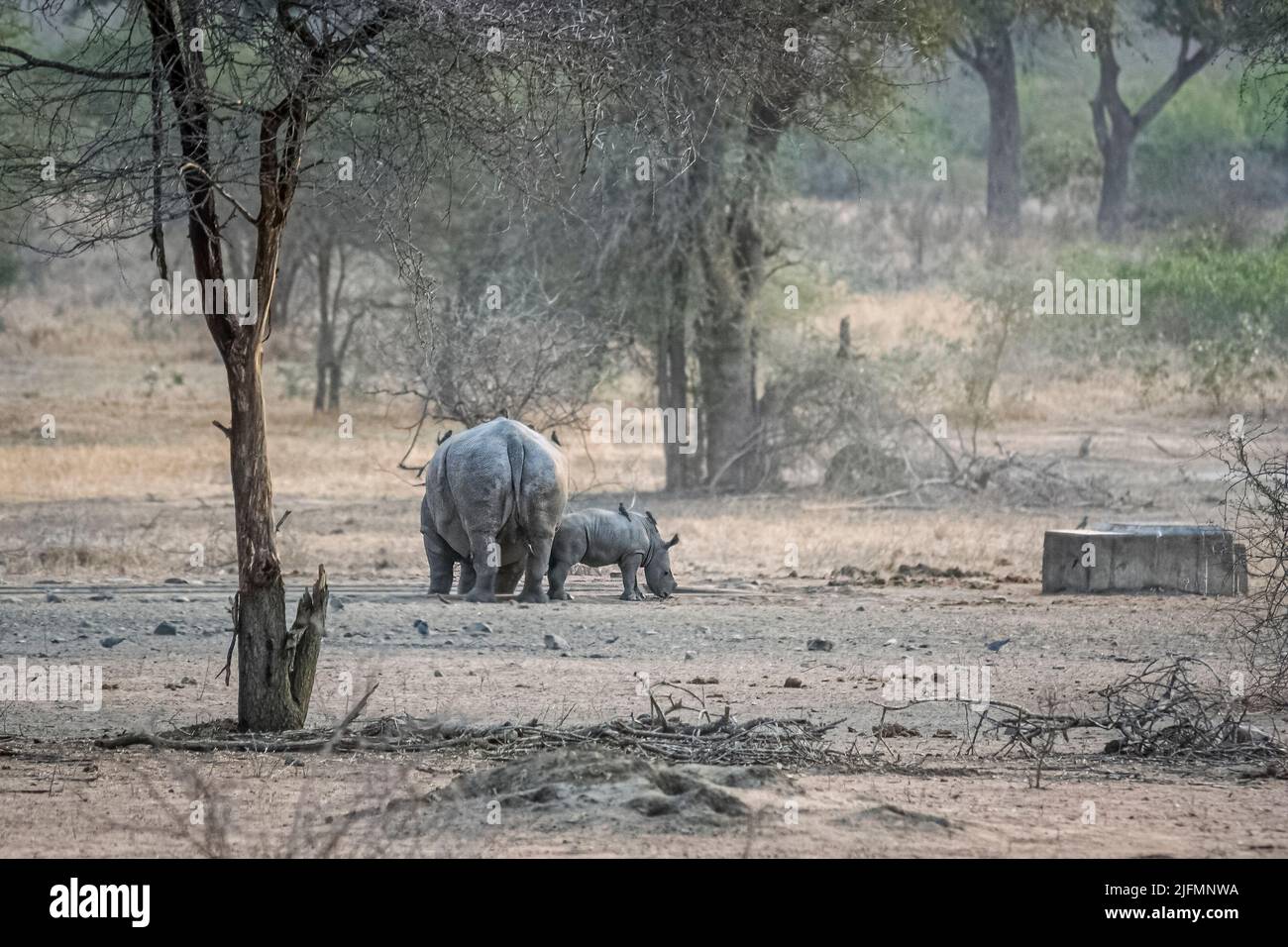 A rear view of a white rhino and a baby white rhino in South Africa ...