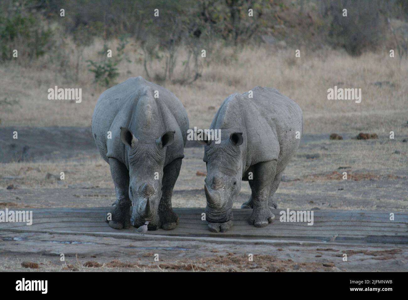 A closeup of two white rhinos or square-lipped rhinoceros walking in ...