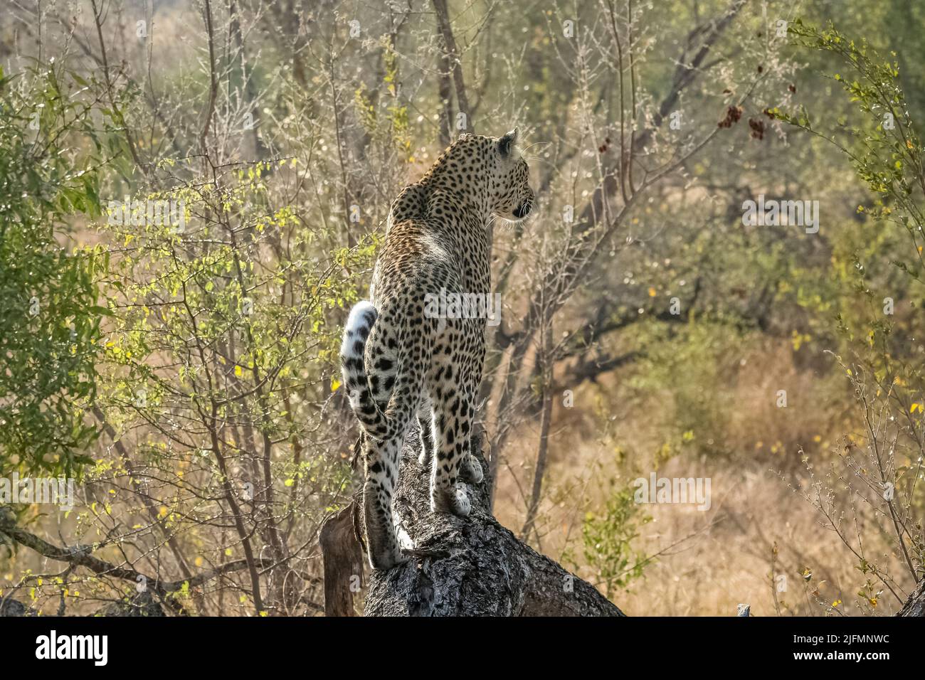 A rear view of a leopard standing on a rock in South Africa, Safari ...
