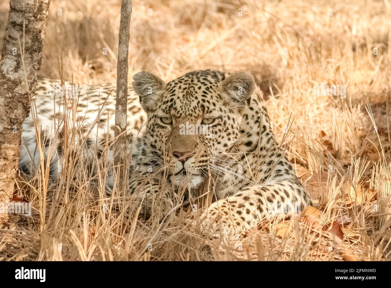 A closeup of a leopard lying on the ground in South Africa, Safari ...