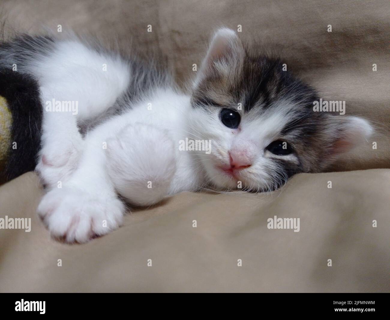 The Cutest Cats Ever