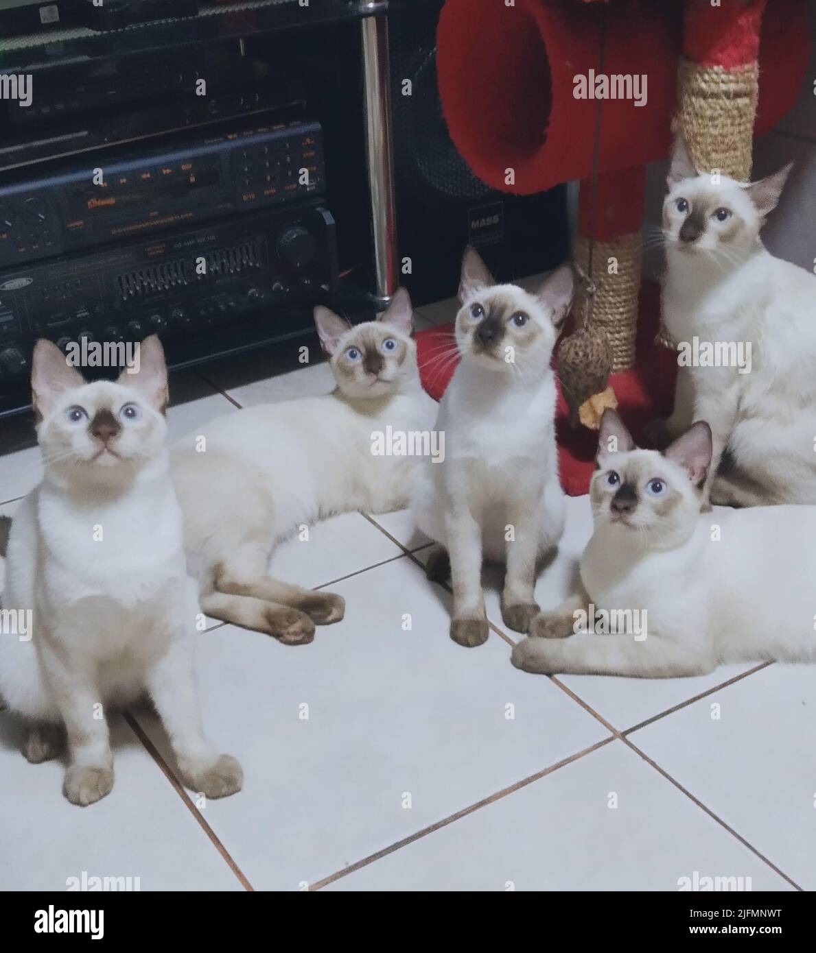 Take a look at the cutest cats ever! Whether you like to pet and love ...