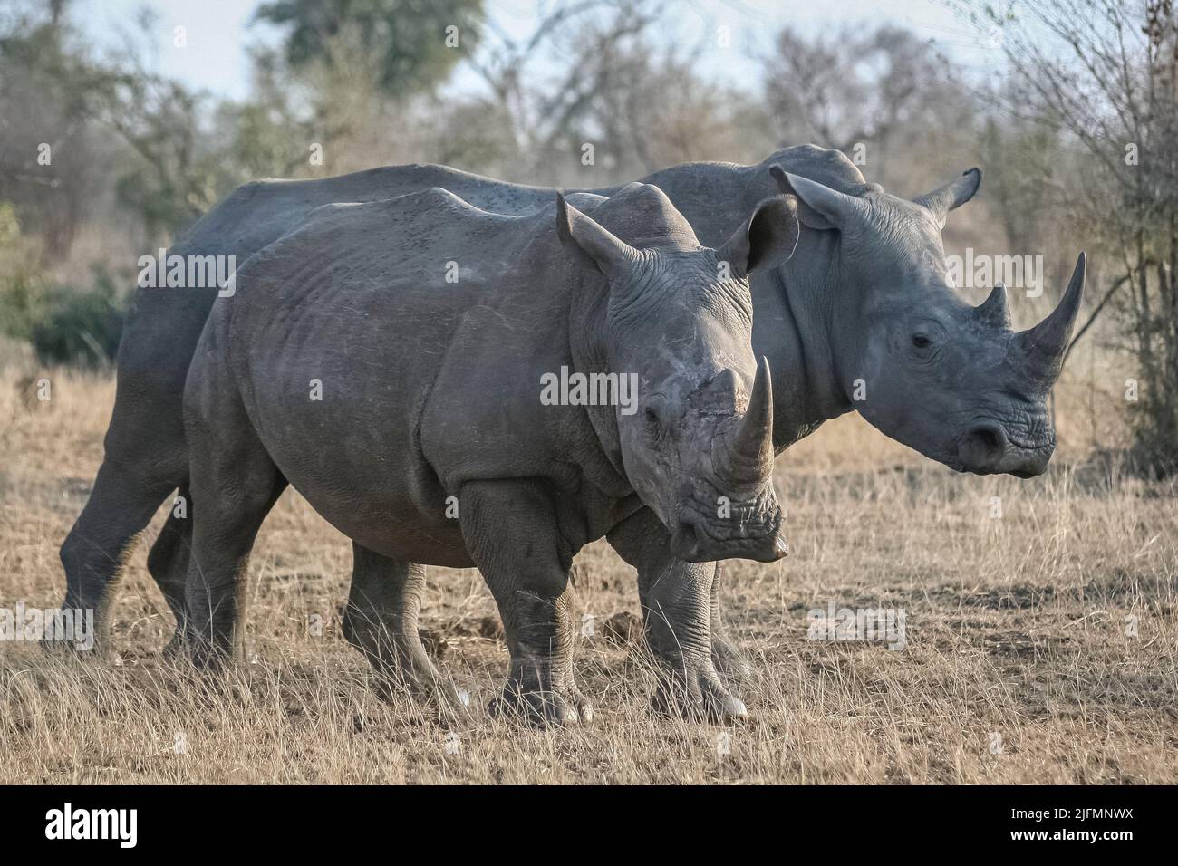 A closeup of two white rhinos or square-lipped rhinoceros walking in ...