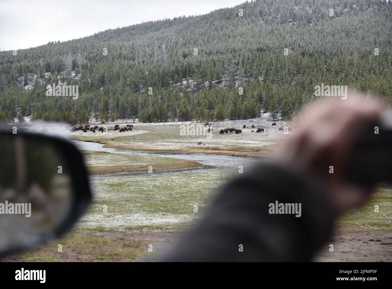 Yellowstone National Park, U.S.A. 5/21-24/2022. American Bison. 5,000 ...